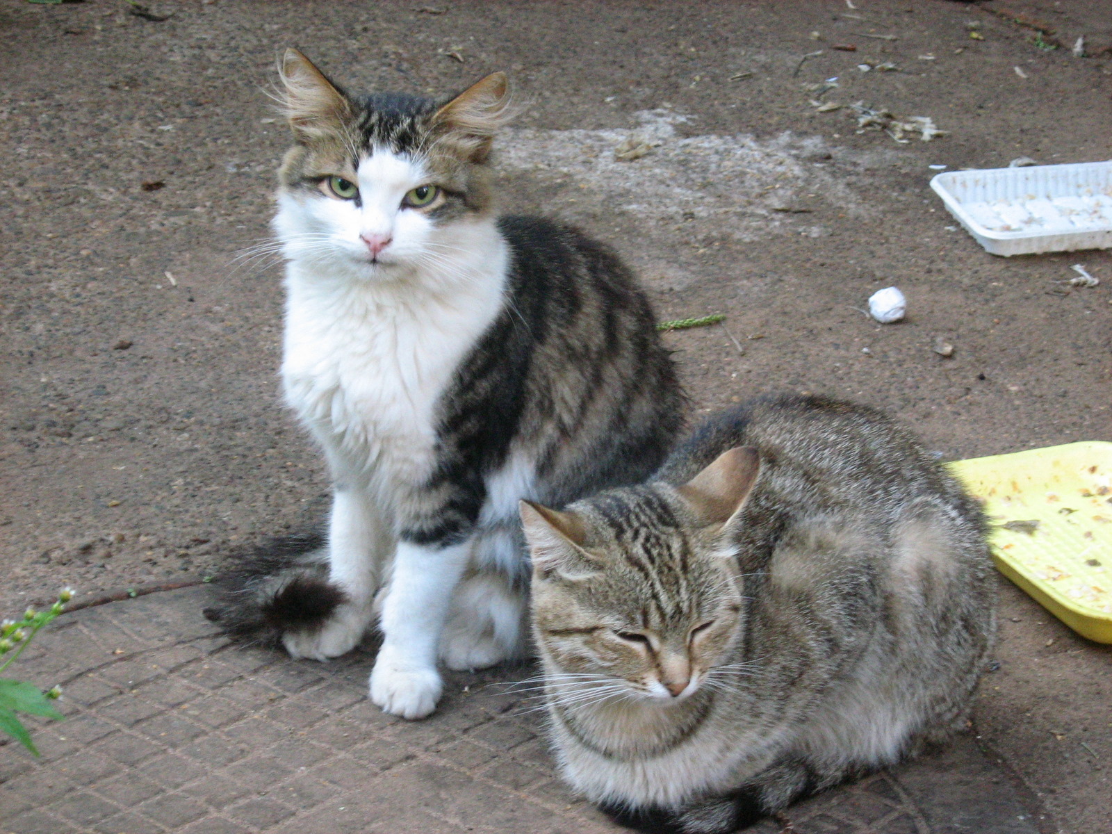 Homeless Cats — Russian Cats Pictures