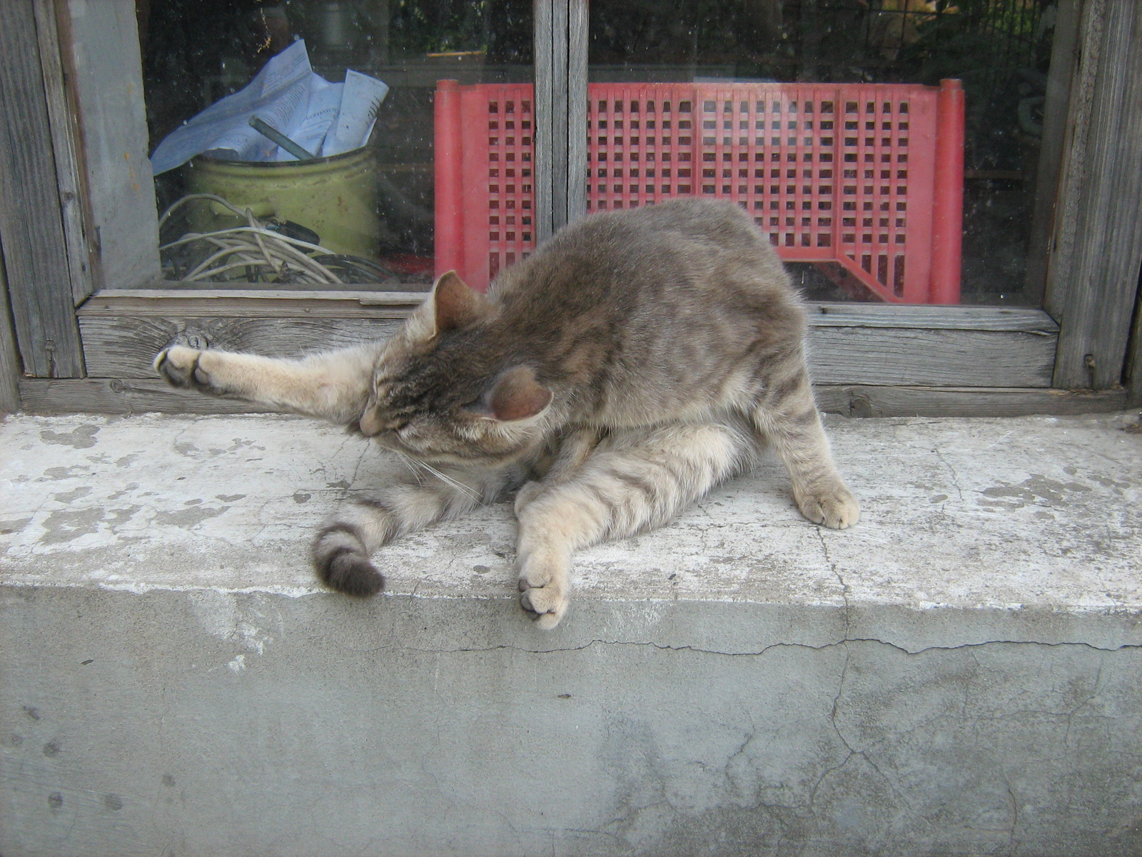 Cleanly Smokey Cat — Russian Cats Pictures