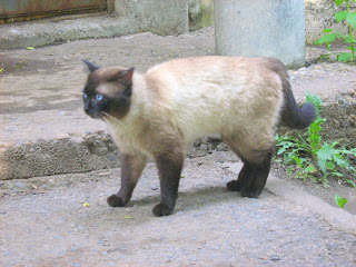 Scary Siamese Fat Cat — Russian Cats Pictures