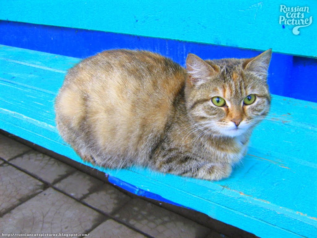 Green-Eyed Brown Mackerel Torbie Homeless Kitty — Russian Cats Pictures