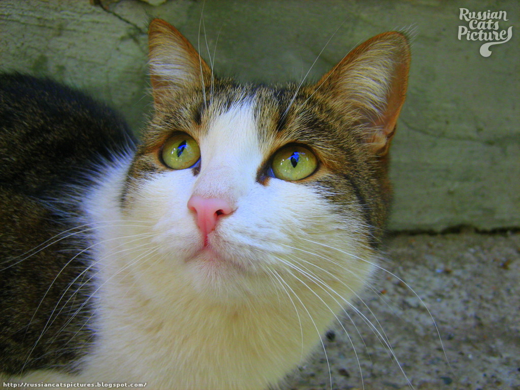 Yellow-Eyed Brown Mackerel Tabby with White Distrustful Kitty — Russian ...