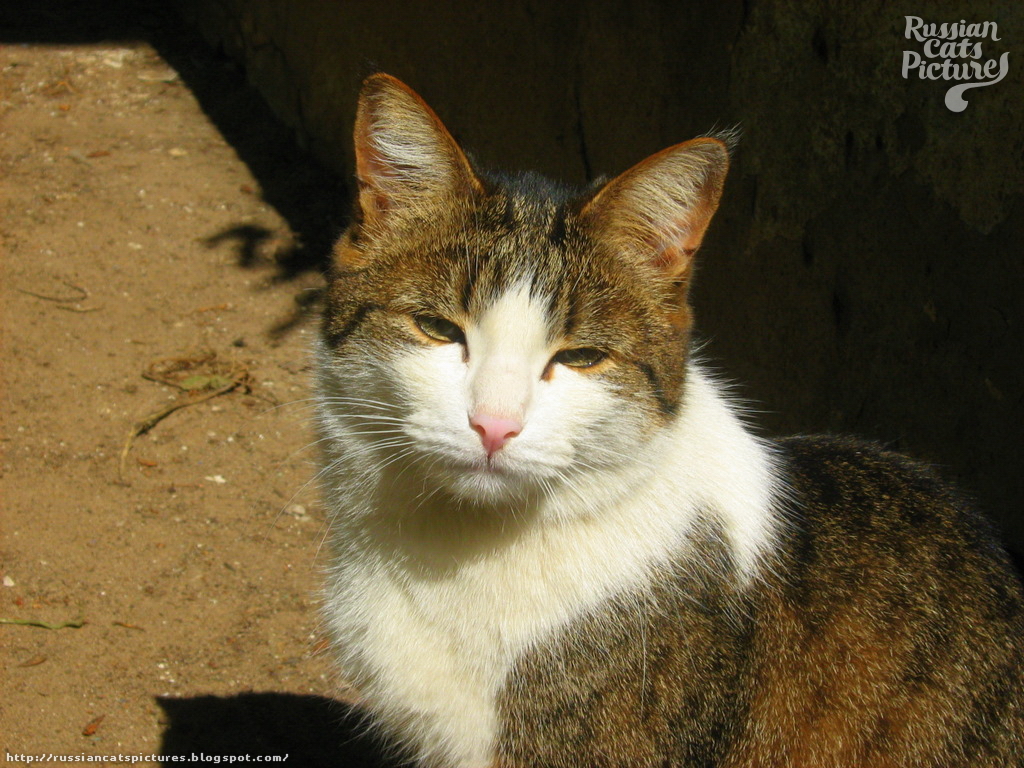 Yellow-Eyed Brown Mackerel Tabby with White Distrustful Kitty — Russian ...
