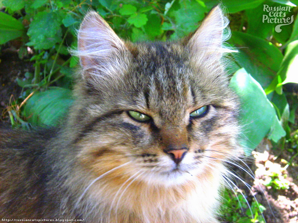 Lime-Eyed Brown Mackerel Tabby Inquisitive Cat — Russian Cats Pictures