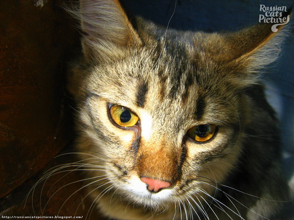 Yellow-Eyed Brown Mackerel Tabby Shy Cat — Russian Cats Pictures