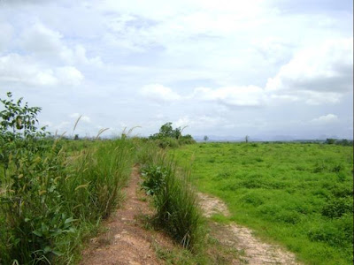 PROGRAM FIDLOT NASIONAL : 3600 EKOR LEMBU SUNGAI LAKA, KEDAH ...