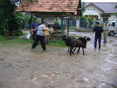 Lawatan Ilmu Di Ladang Ternakan lembu Lampung, Palembang Indonesia ...