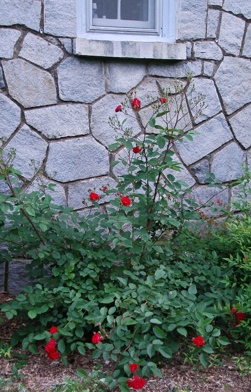 Climbing roses
