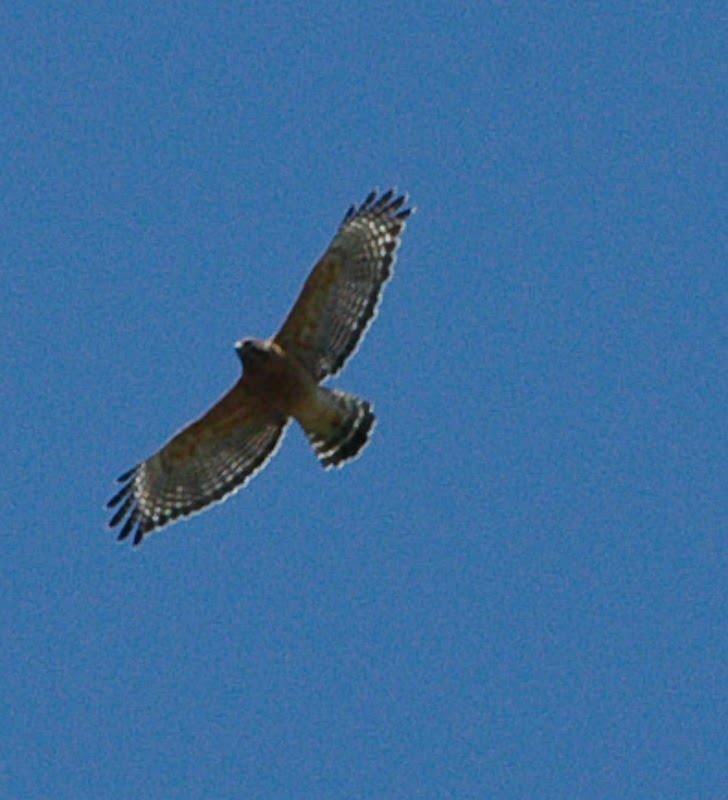 What's happening in the Garden?: A red-shouldered hawk and 'Green and Gold'