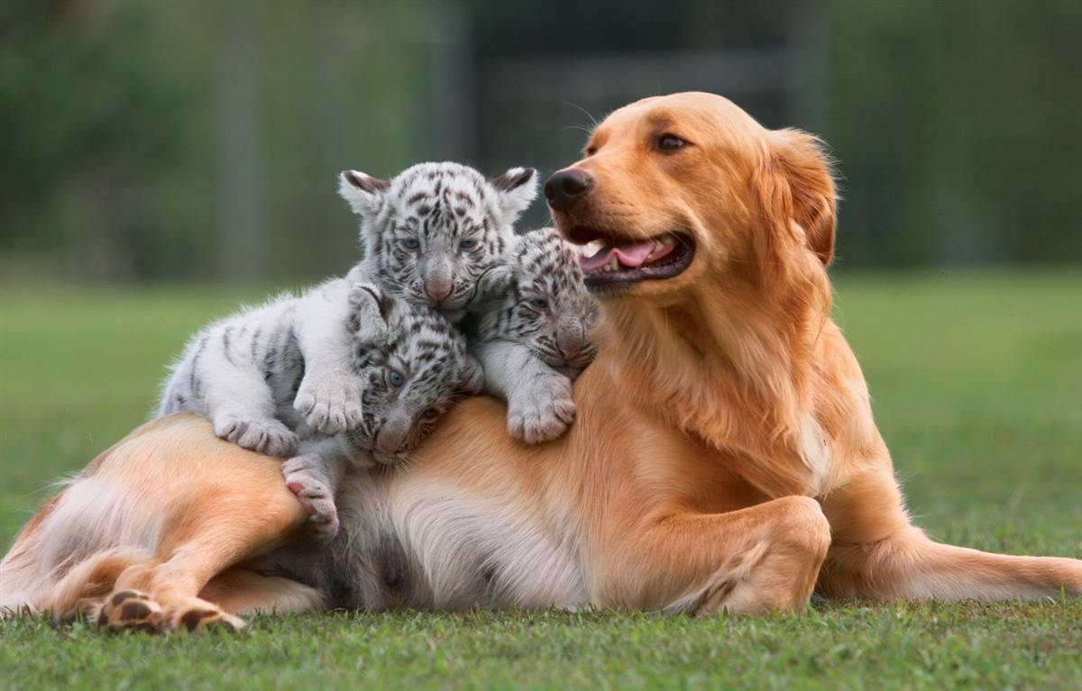 Pets and Animals: Tiger-nursing 'miracle' dog saves the farm