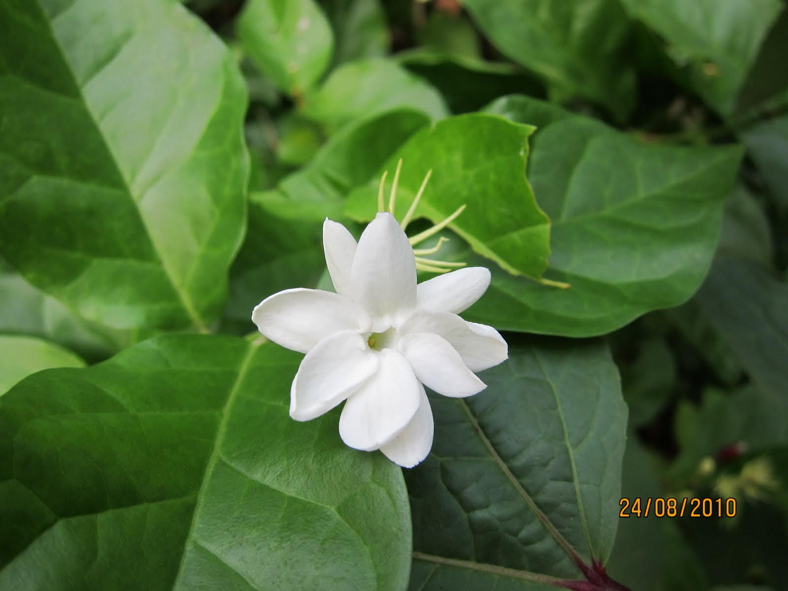 Shades of Grey: Jasmines