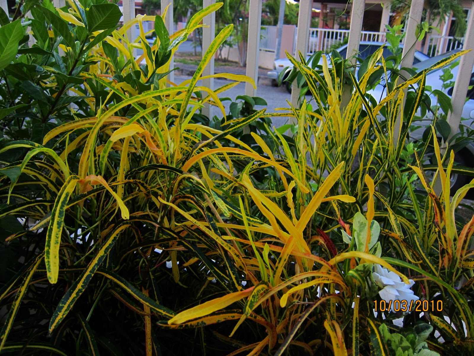 Shades of Grey: Garden Croton (Codiaeum Variegatum)