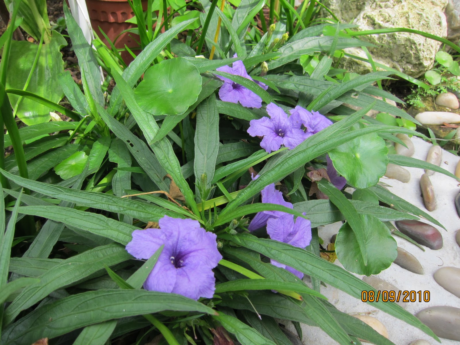 Shades of Grey: Ruellia brittoniana, Dwarf Ruella, Mexican Petunia