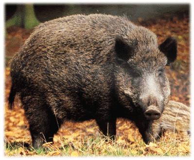 Racines Charnelles: Le sanglier, symbole de la culture européenne.