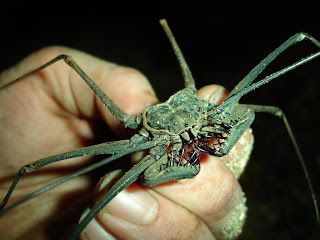 Attack of The Silverfish!: ARACHNIDS YOU MAY NOT KNOW