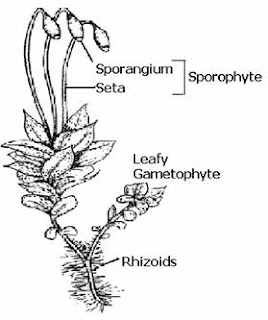 So Green: Plant Classification