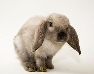 Pet Stores Guide: Dwarf Rabbits