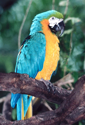 Pet Stores Guide: Blue Parrots