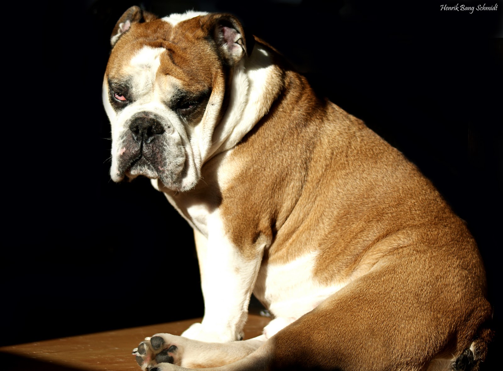 Bang Schmidt Photography: Engelsk Bulldog