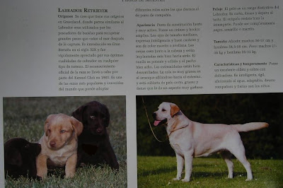 LA CAZA DE LA POLLA DE AGUA SOLO CON PERRO: **Las mejores razas de ...