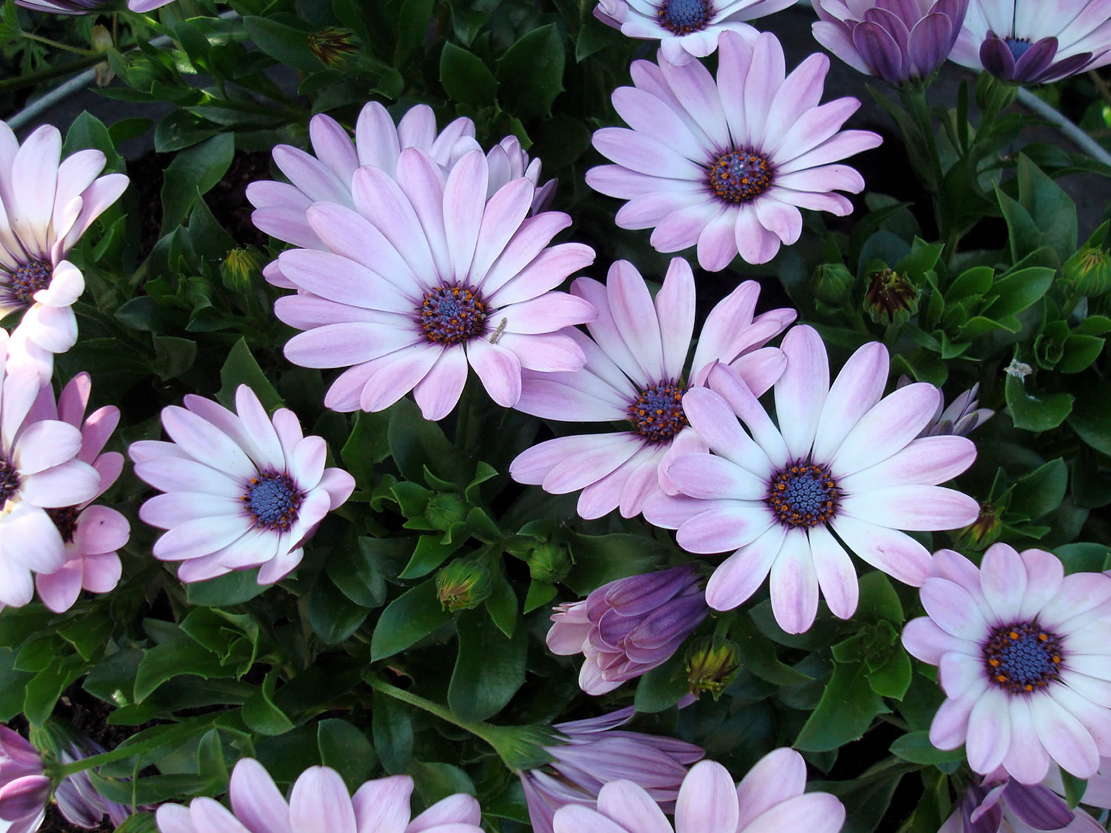 Bloemen Achtergronden