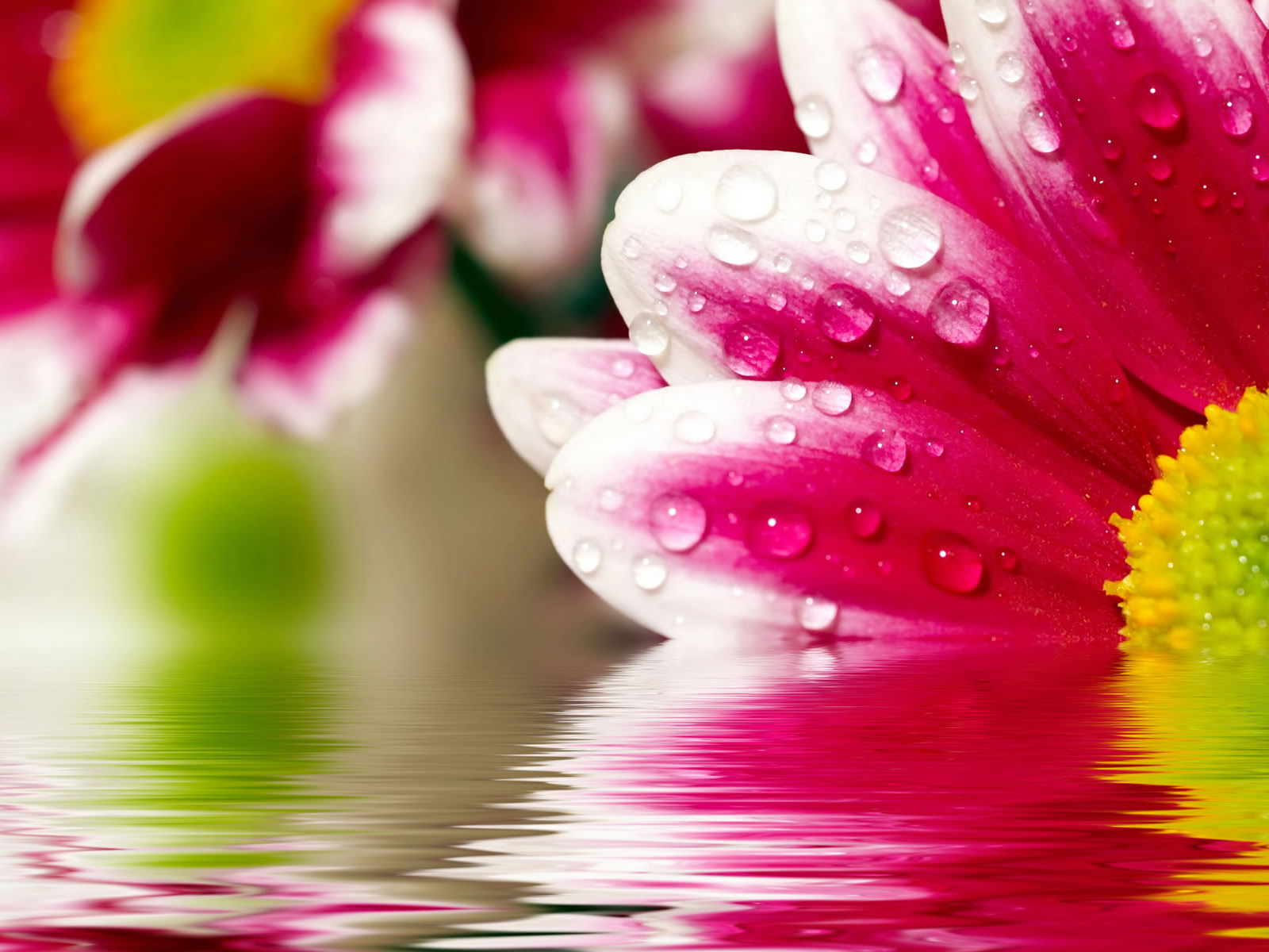 Bloemen Achtergronden