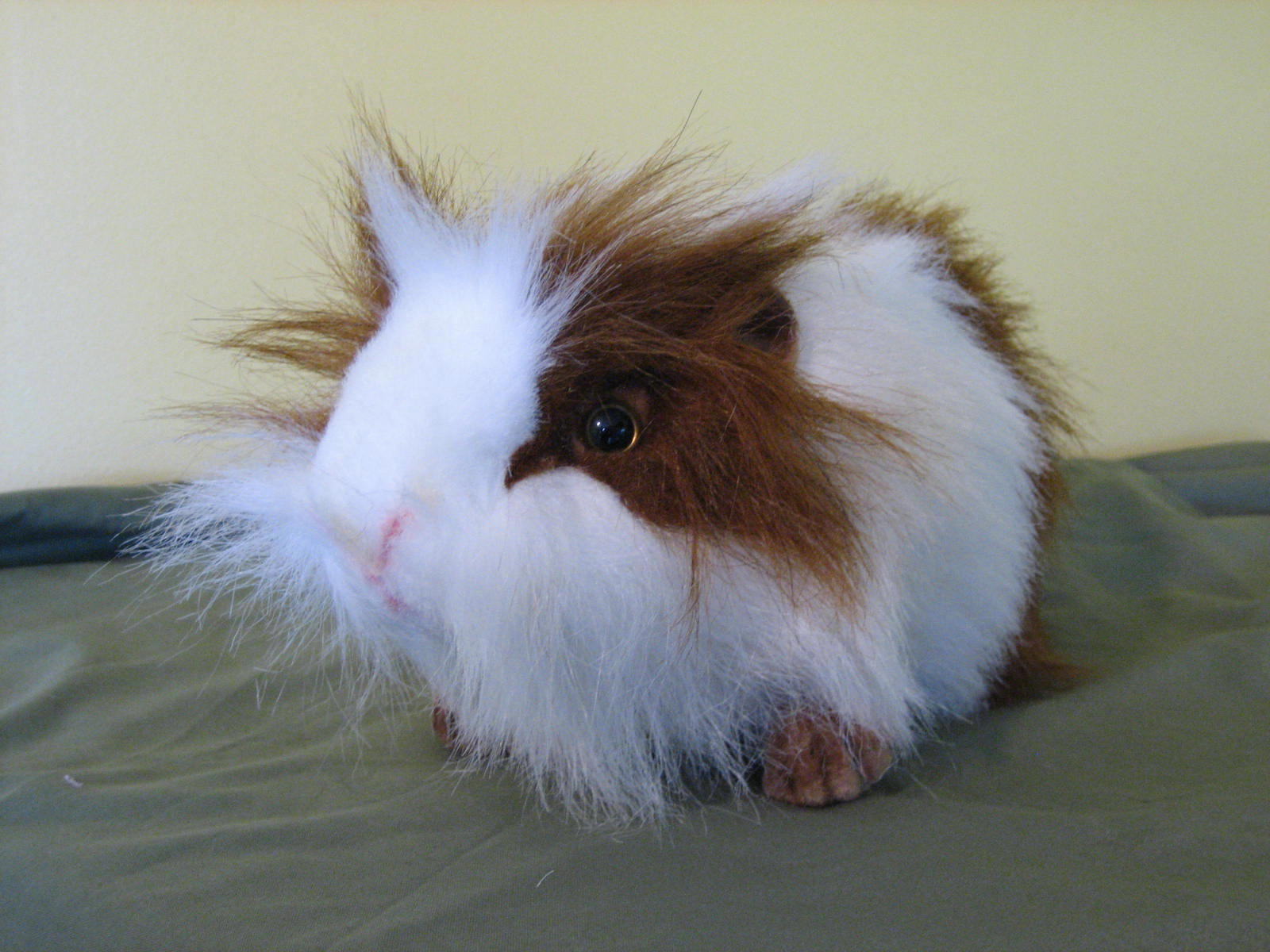 Cavia Achtergronden | HD Wallpapers