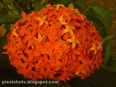 Thetty or Chethy red flower bunches,Medicinal Flowers of Kerala, Ixora ...