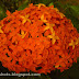 Thetty or Chethy red flower bunches,Medicinal Flowers of Kerala, Ixora ...