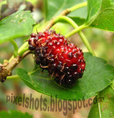 Ripe Mulberry Fruits Photos & Facts | Kerala Fruits|Pixelshots