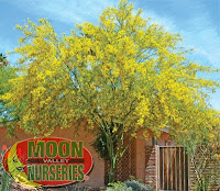 Moon Valley Nurseries: Features of Southwest Trees and Plants