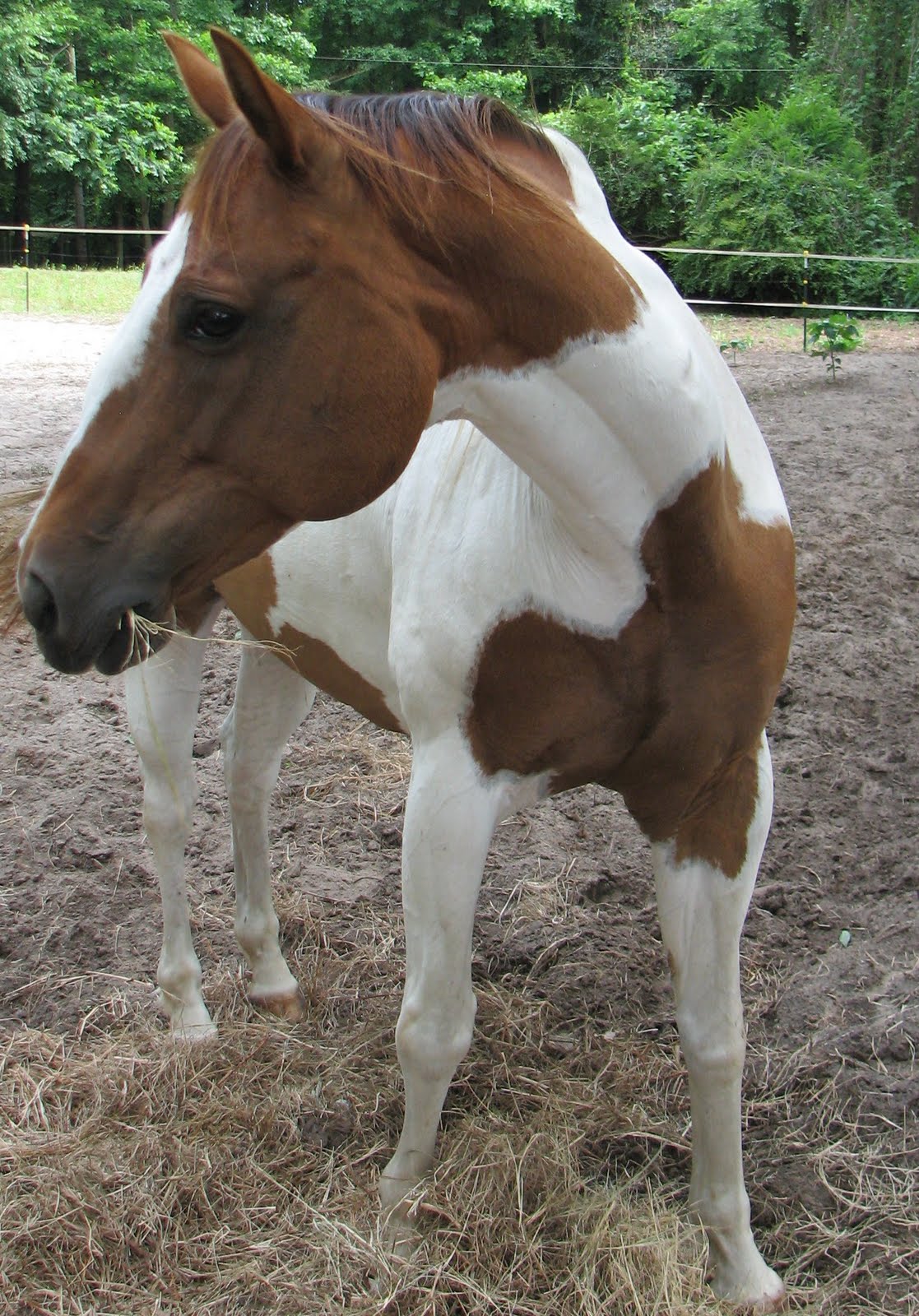 POWER CARS: Cairo International Motor Show