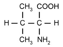 Capsulas Informativas: Valina