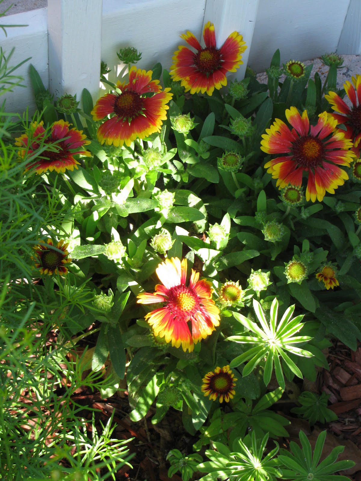 Applestone Cottage: Outdoor Wednesday @ Applestone Cottage