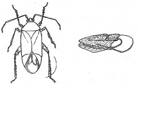 insectos de importancia forestal: ÒRDENES DE INSECTOS DE IMPORTANCIA ...