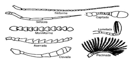 insectos de importancia forestal: PRIMER DRA DE ENTOMOLOGÌA