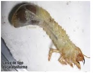 insectos de importancia forestal: PRIMER DRA DE ENTOMOLOGÌA