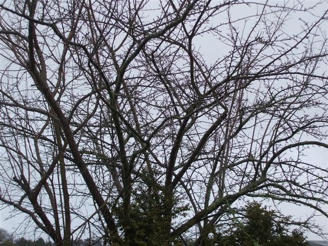 Mumsey's Ramblings: Plum Tree – Winter