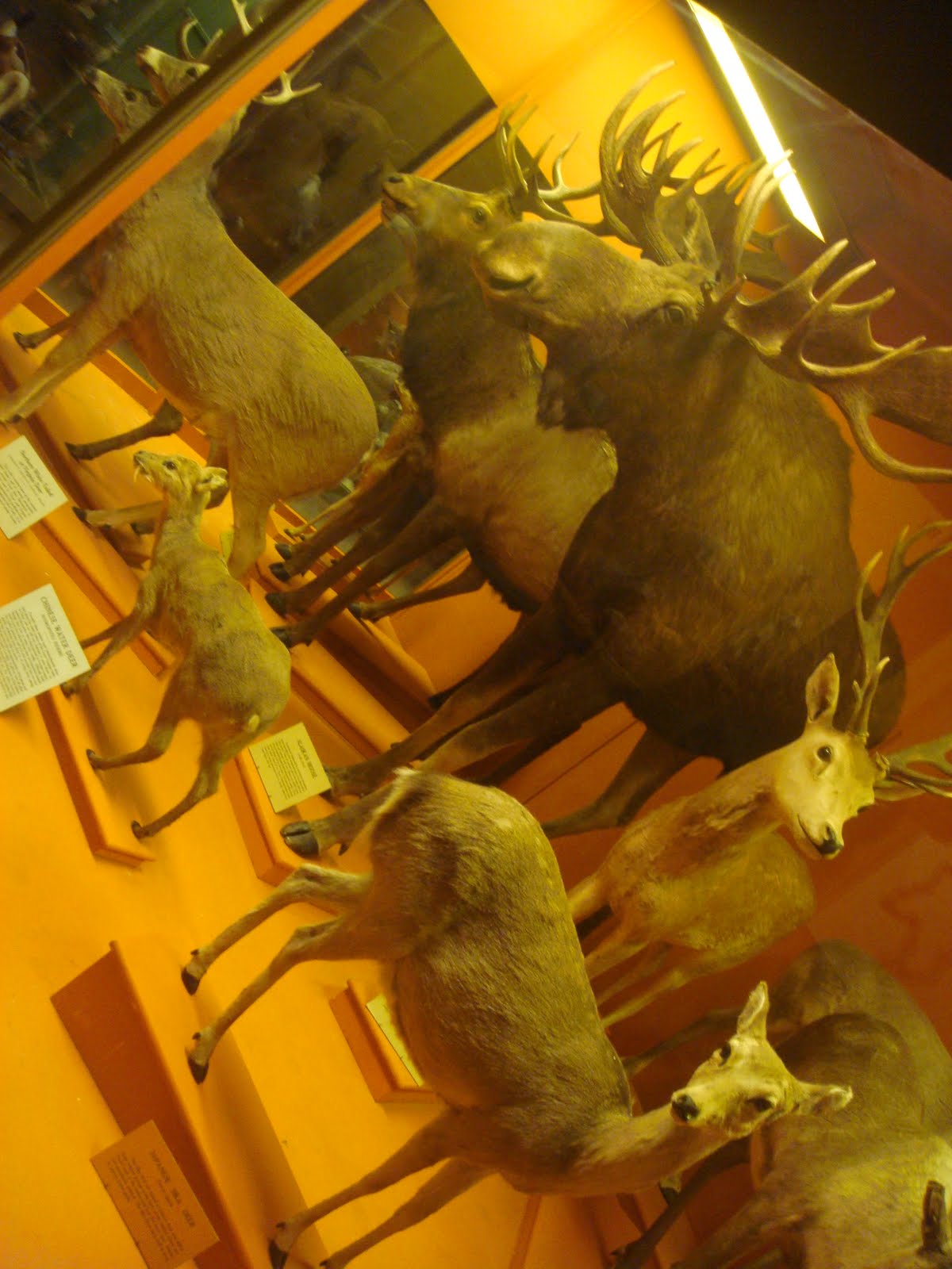 La petite vie de Benoît...: Harvard Museum of Natural History