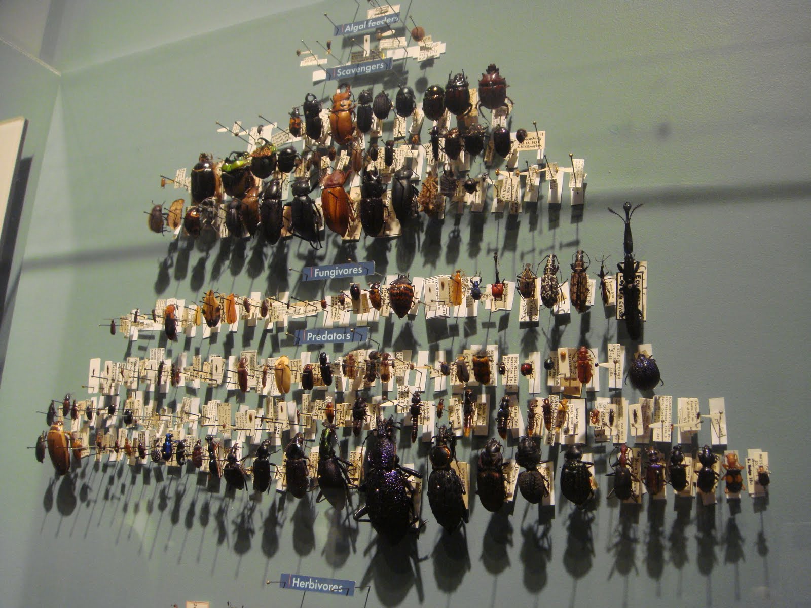 La petite vie de Benoît...: Harvard Museum of Natural History