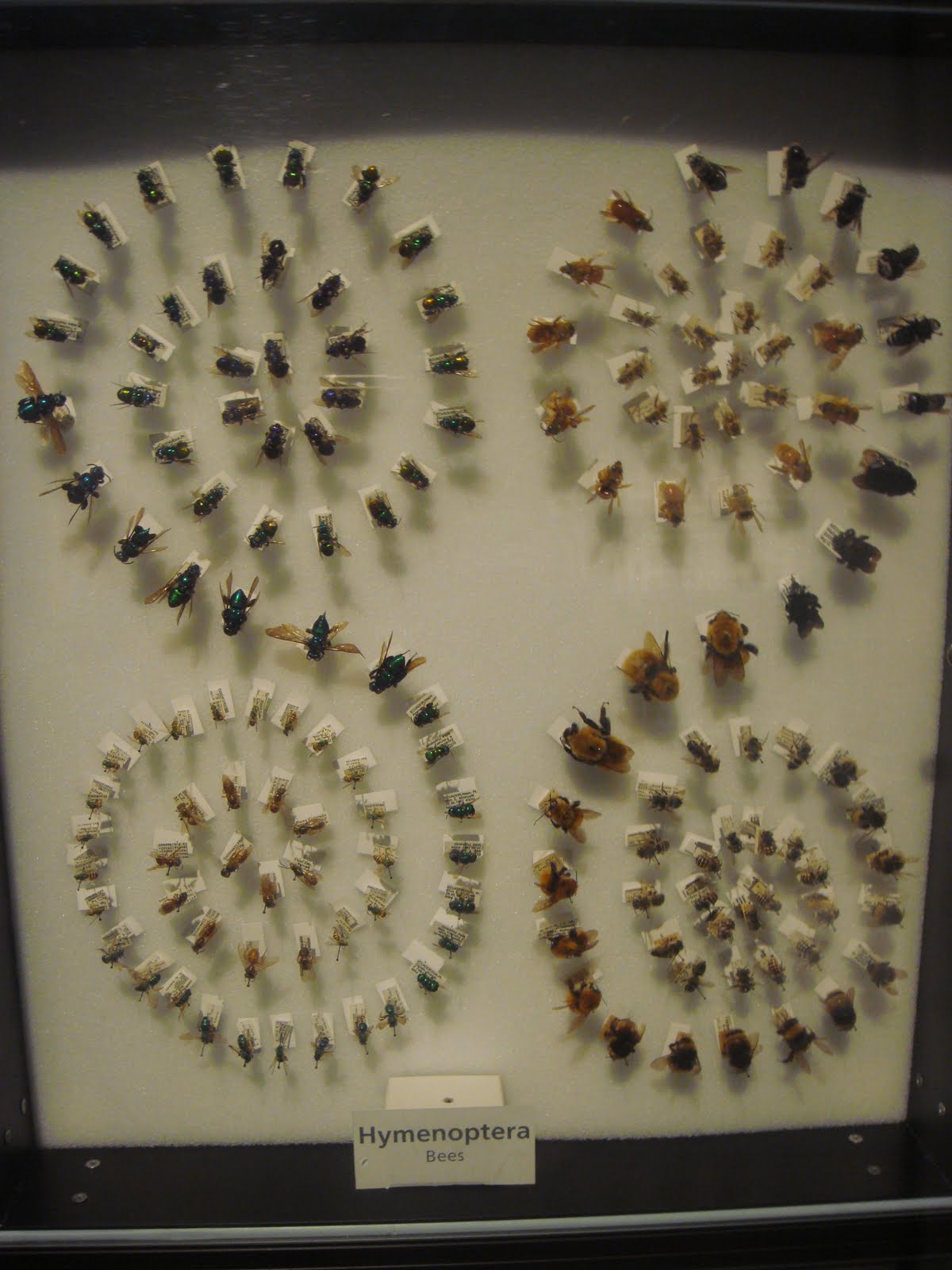 La petite vie de Benoît...: Harvard Museum of Natural History