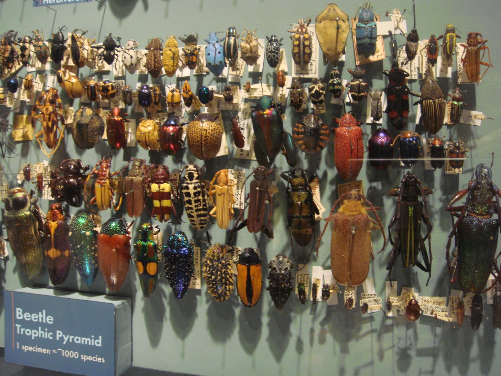 La petite vie de Benoît...: Harvard Museum of Natural History