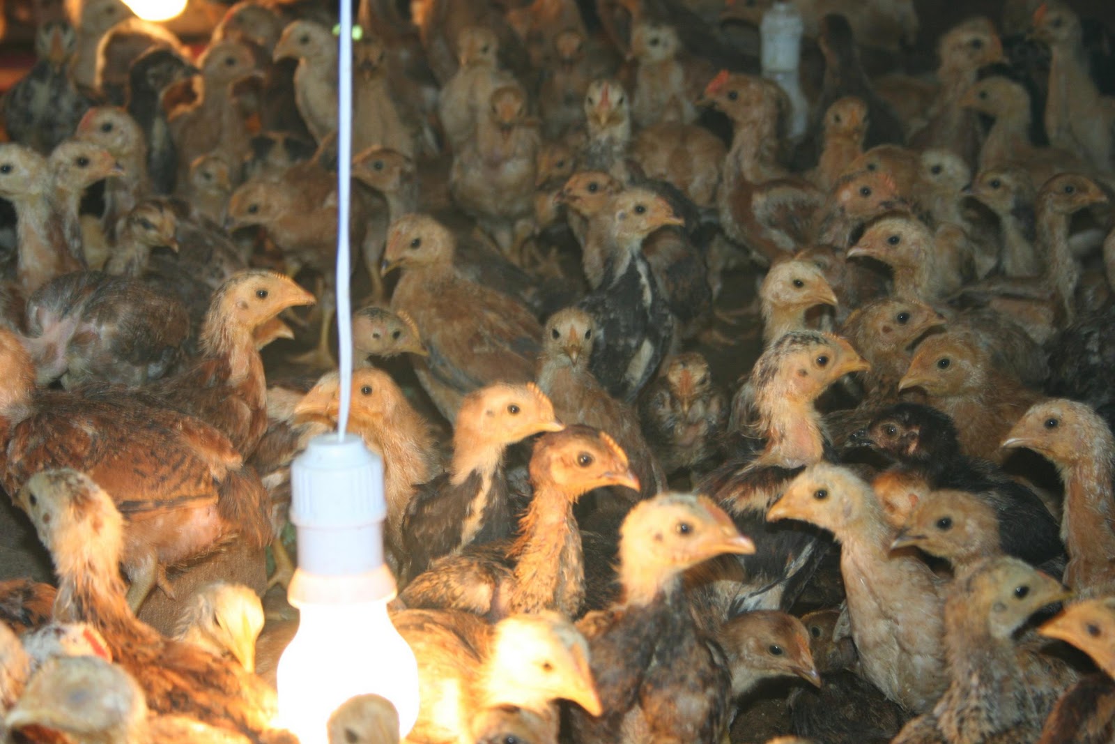 KIUT FARM: ANAK AYAM KAMPUNG