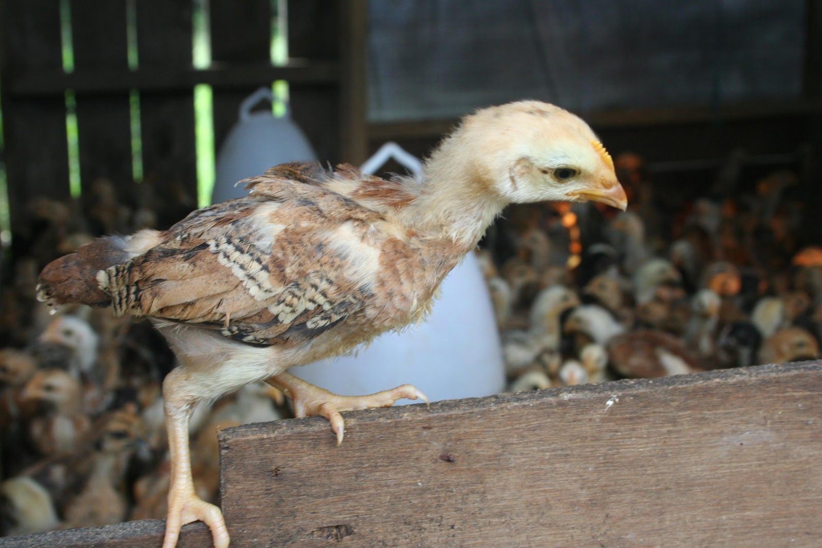 KIUT FARM: ANAK AYAM KAMPUNG