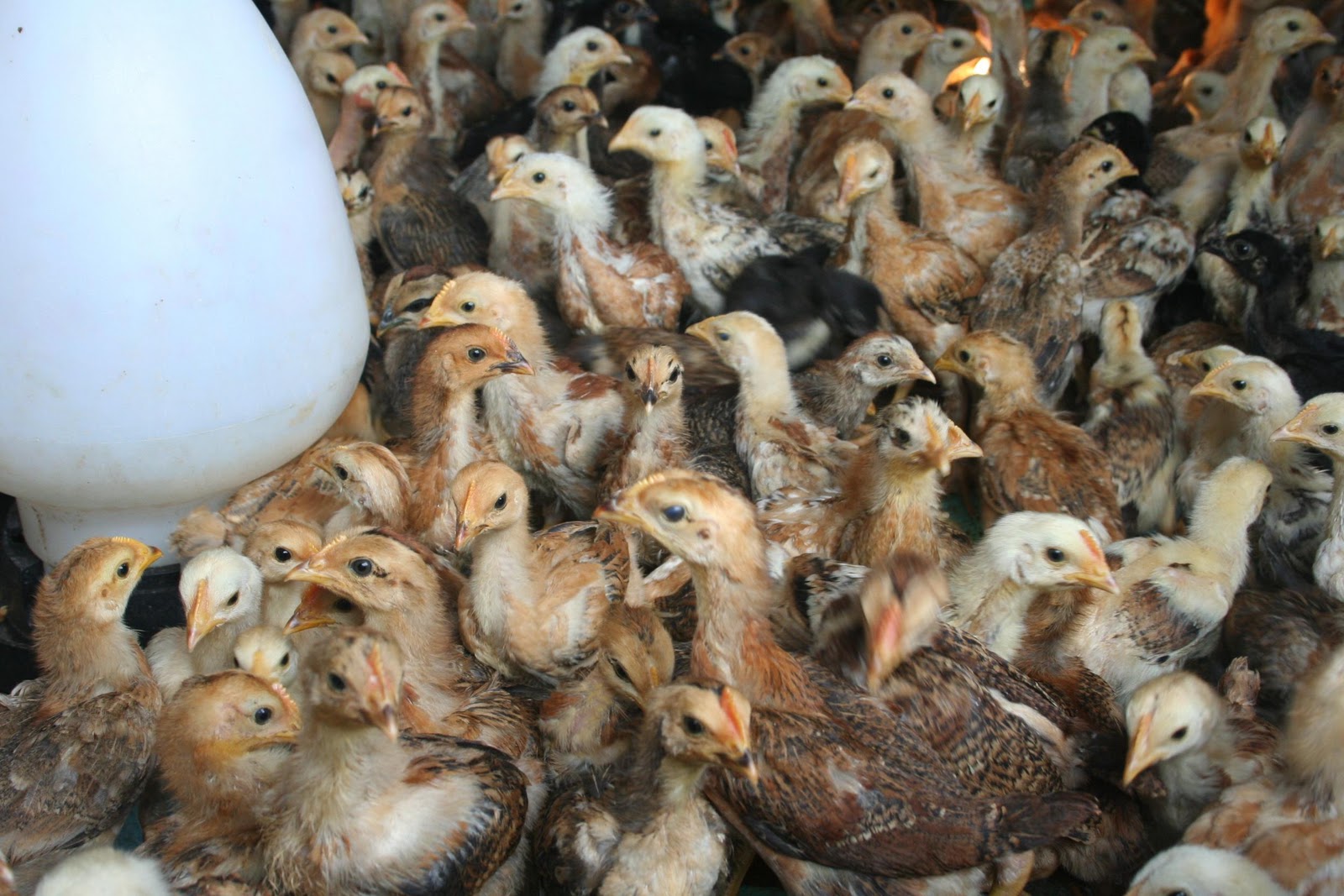 KIUT FARM: ANAK AYAM KAMPUNG