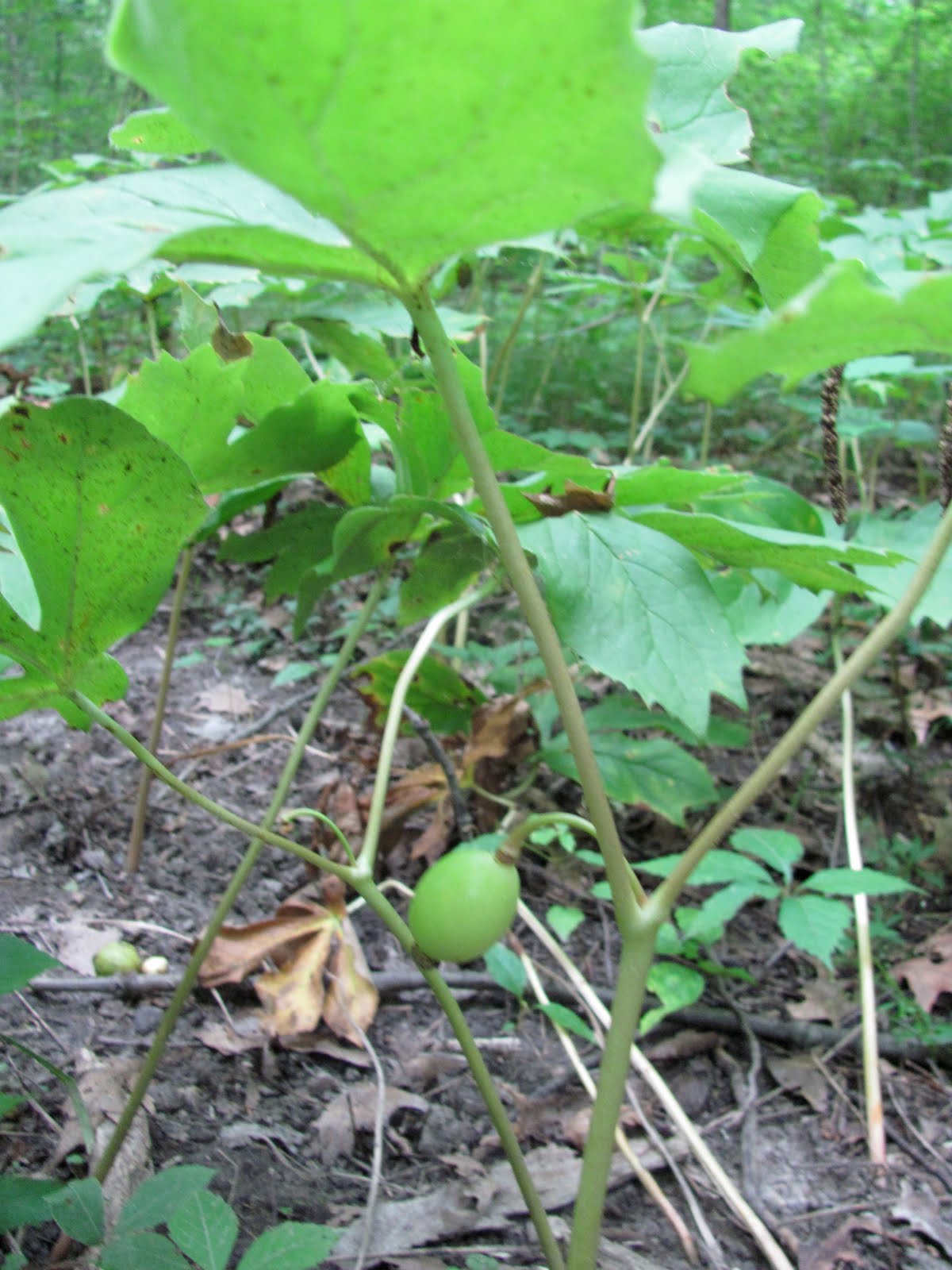 SPECIES: Oak Hickory Forest