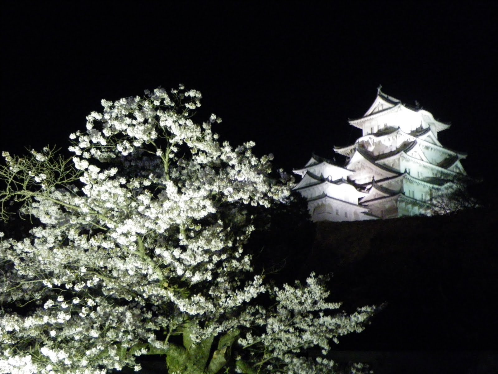 Japanese Roren: Hanami picnic at night!