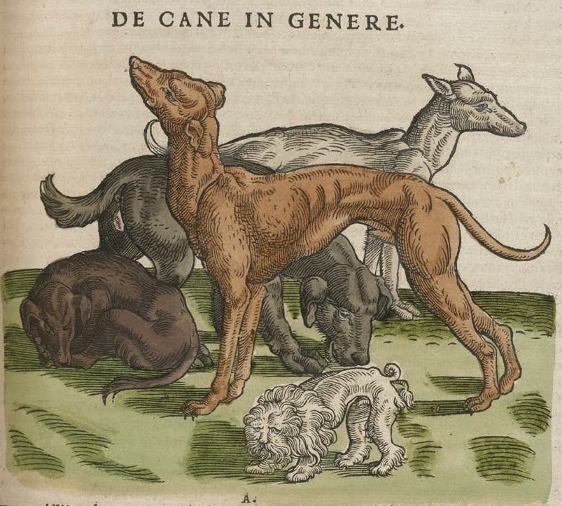 HAPPIER CIRCUMSTANCE: Conrad Gesner's Historiae animalium