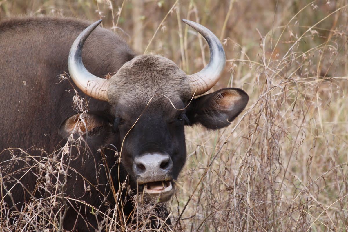 Kanha National Park
