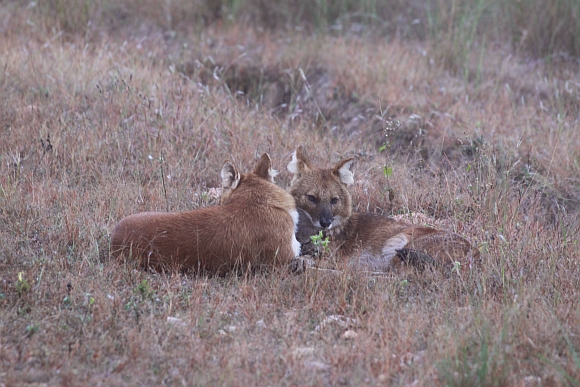 Untamed Traveller: Wild Dogs of Kanha - The whistling predator