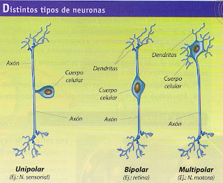 Biologia 3° A LCQ: Sistema Nervioso